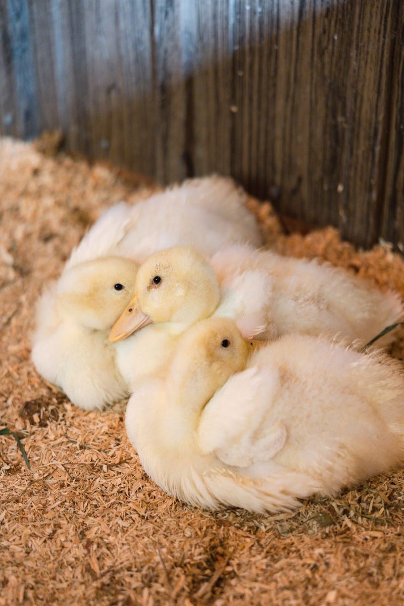 About – Clarkston Family Farm