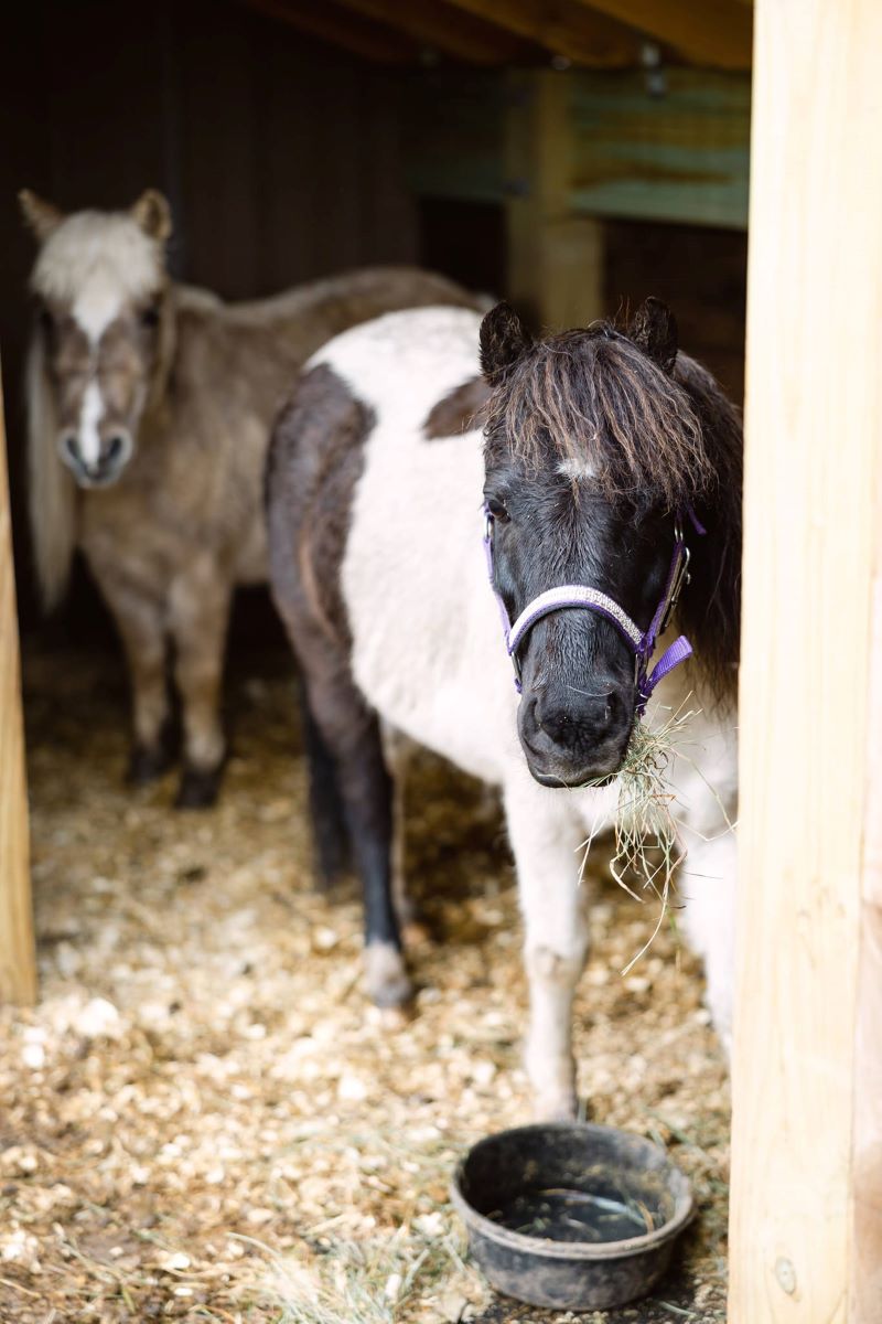About – Clarkston Family Farm